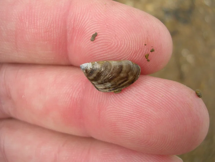 Zebra Mussel Information — New Brunswick Invasive Species Council