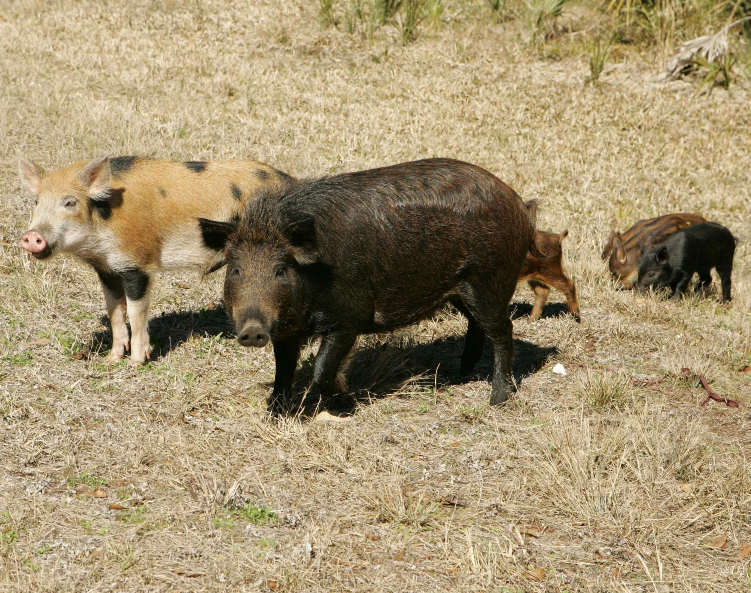 Types De Cochons Sauvages 14 053 Cochon Sauvage Stock Photos, High Res