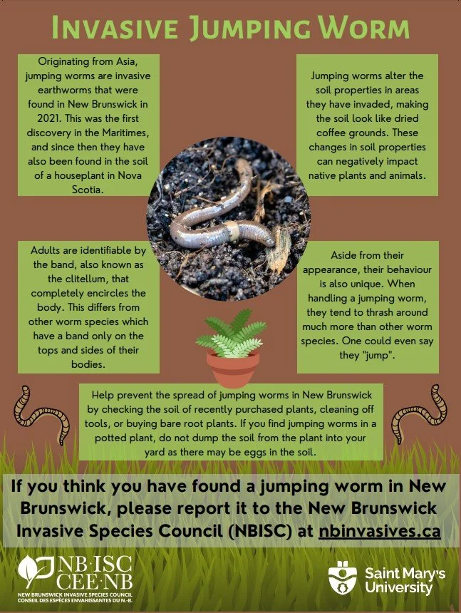 Have You Seen Jumping Worms In New Brunswick Let Us Know New