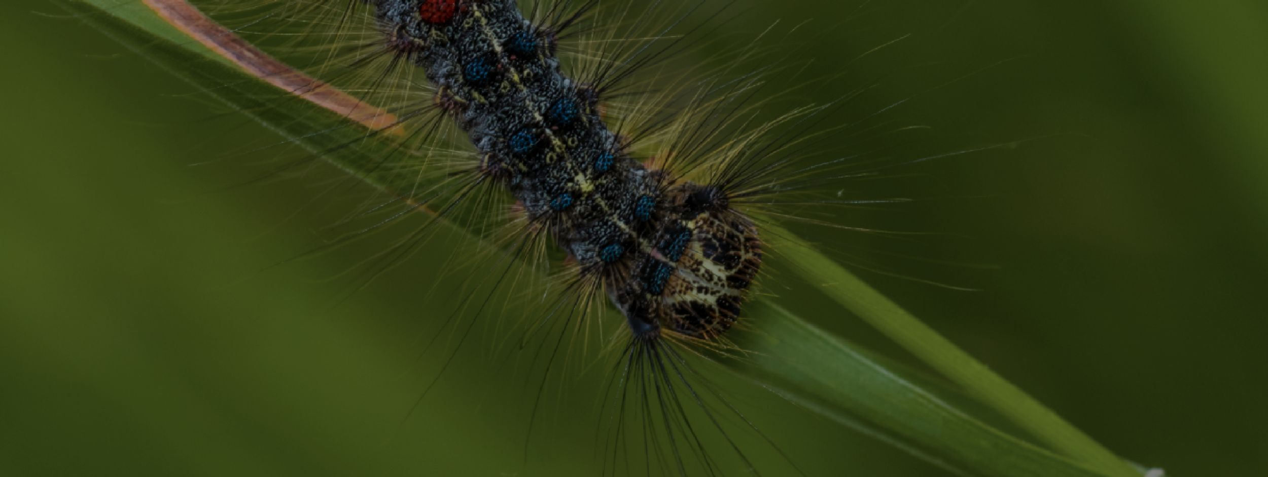 Spongy Moth — New Brunswick Invasive Species Council