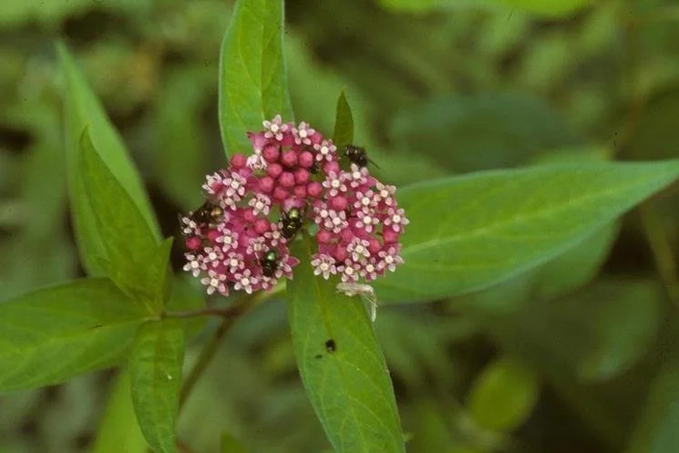 Dog-Strangling Vine — New Brunswick Invasive Species Council