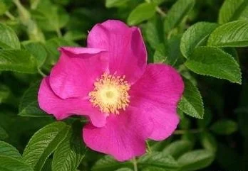Grow Me Instead: Invasive Roses — New Brunswick Invasive Species Council