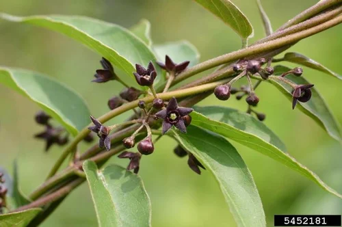 Dog-Strangling Vine — New Brunswick Invasive Species Council