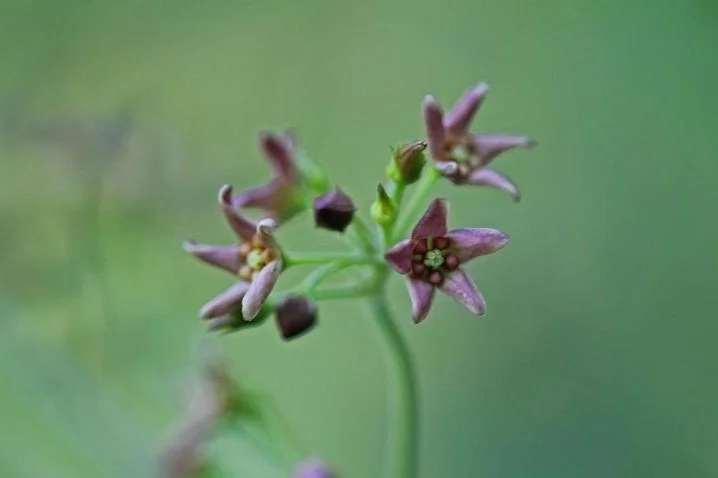 Dog-Strangling Vine — New Brunswick Invasive Species Council