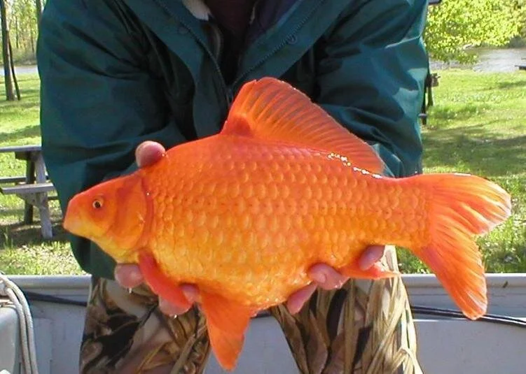 What are Invasive Species? — New Brunswick Invasive Species Council