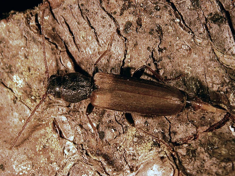 New Brunswick Invasive Species Council