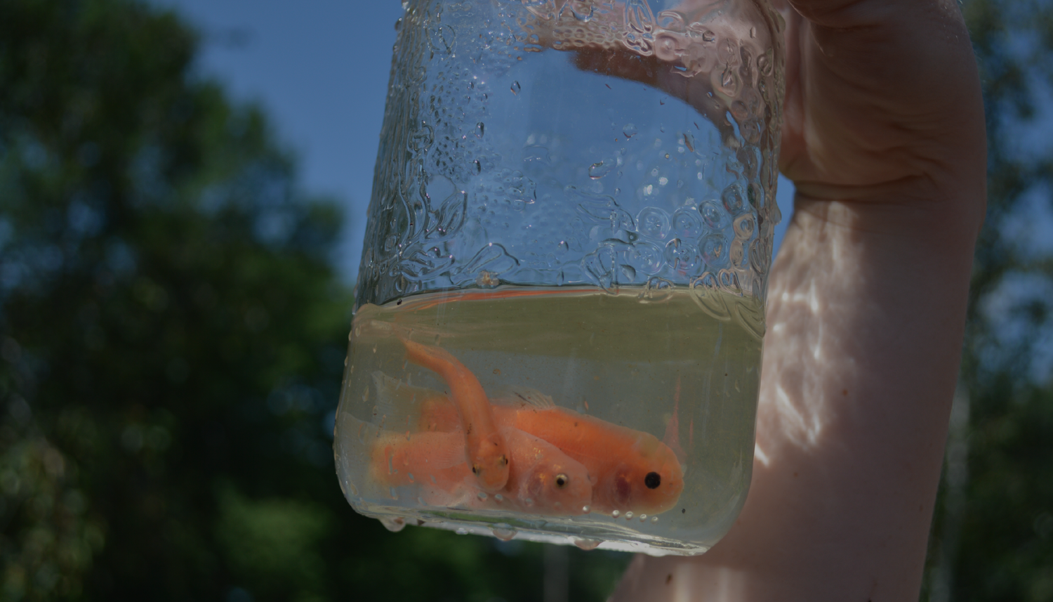 Goldfish — New Brunswick Invasive Species Council