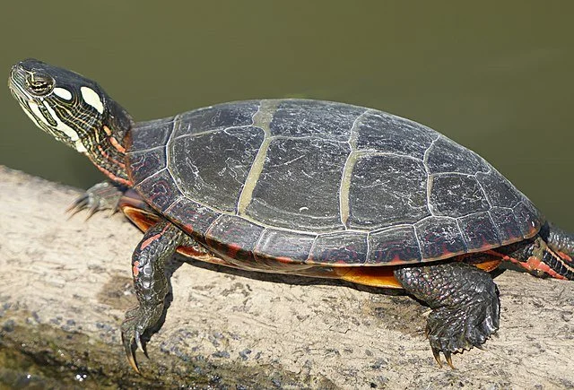 Red-eared Sliders — New Brunswick Invasive Species Council