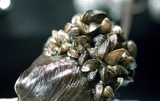 Zebra and Quagga Mussels — New Brunswick Invasive Species Council