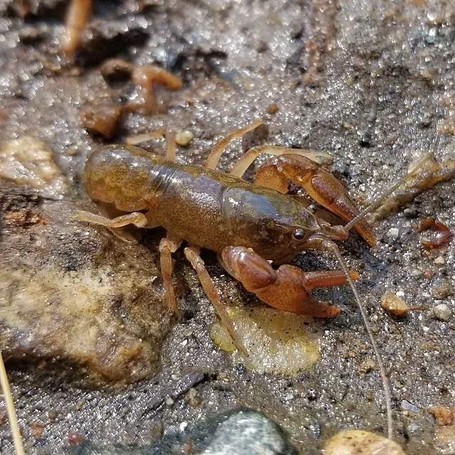 Invasive Crayfish — New Brunswick Invasive Species Council