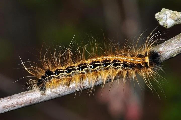 Spongy Moth — New Brunswick Invasive Species Council