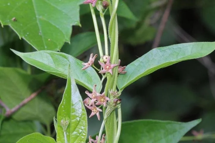 Dog-Strangling Vine — New Brunswick Invasive Species Council