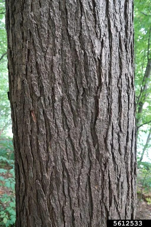 Hemlock Woolly Adelgid — New Brunswick Invasive Species Council