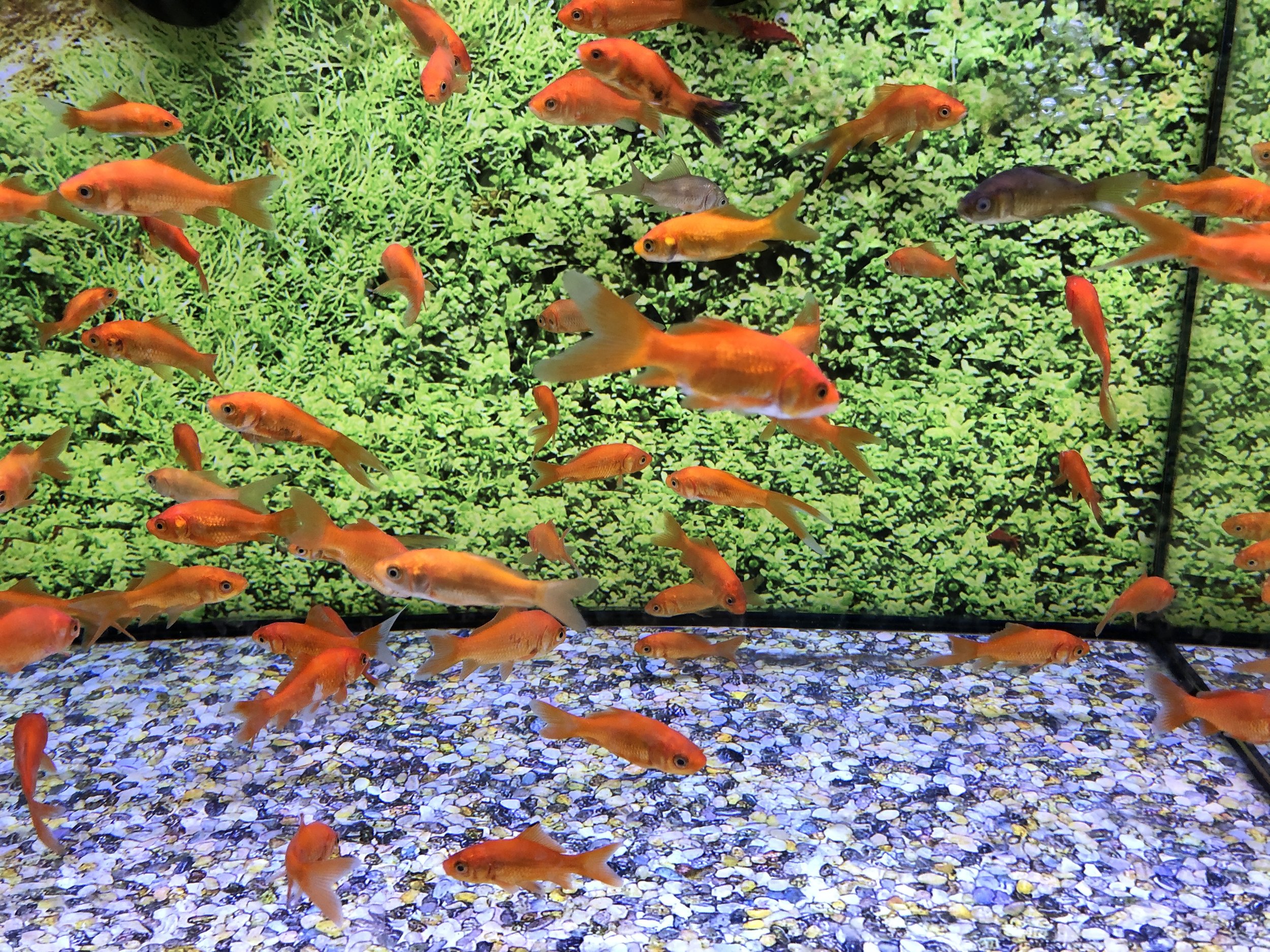 Invasive Species Profiles — New Brunswick Invasive Species Council