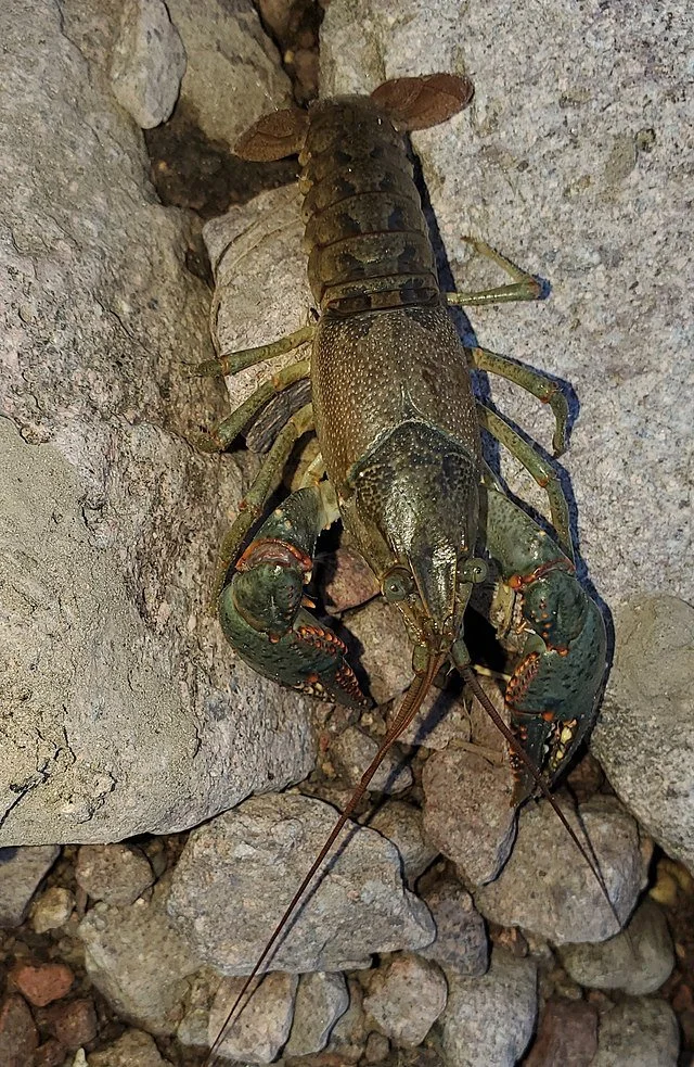 Invasive Crayfish — New Brunswick Invasive Species Council