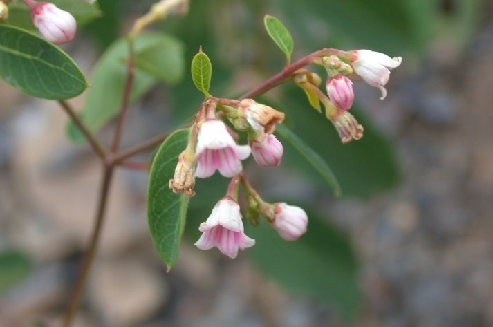 Dog-Strangling Vine — New Brunswick Invasive Species Council