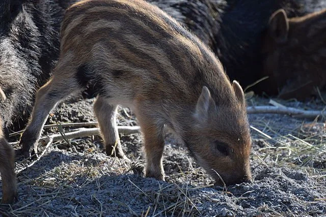 Wild Pigs — New Brunswick Invasive Species Council