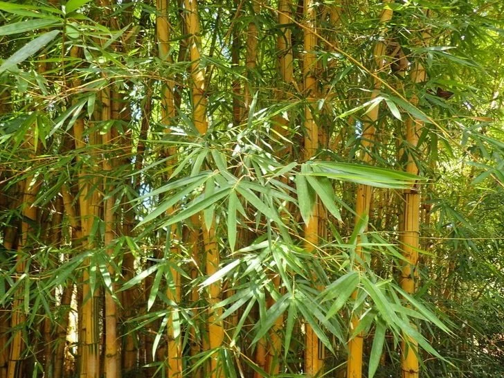 Japanese Knotweed — New Brunswick Invasive Species Council
