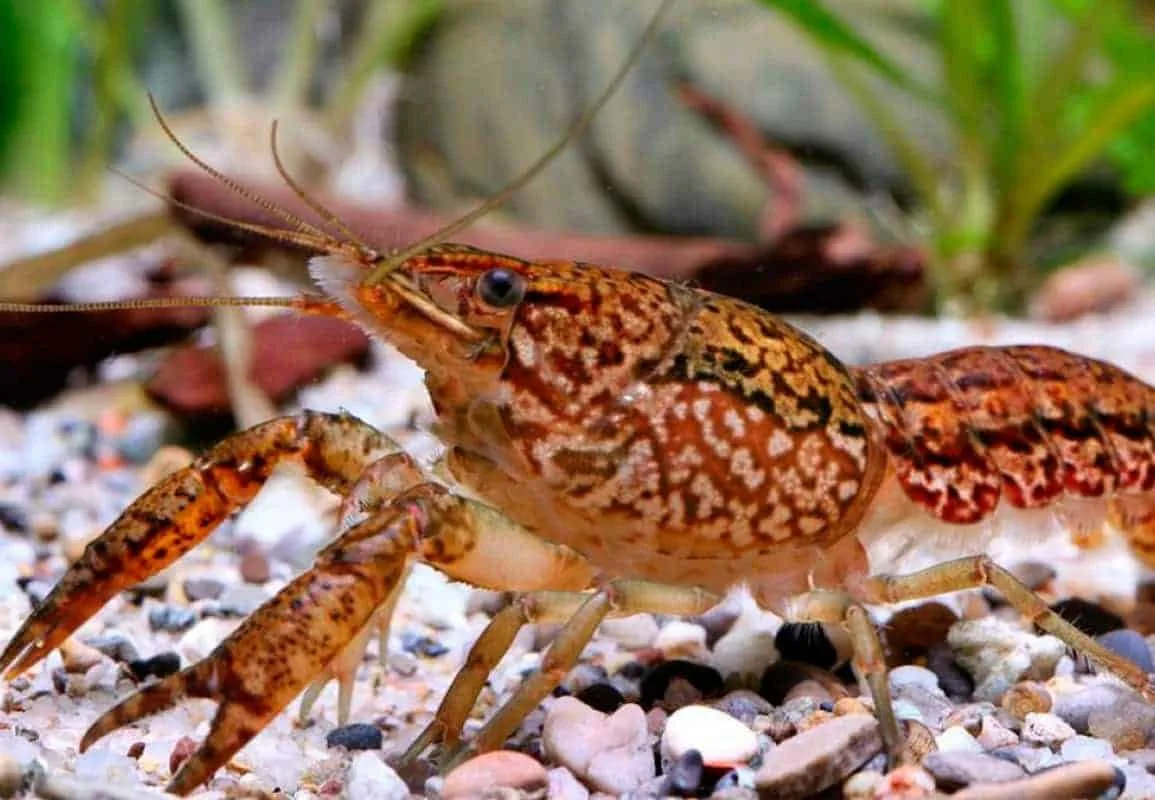 Invasive Species Profiles — New Brunswick Invasive Species Council