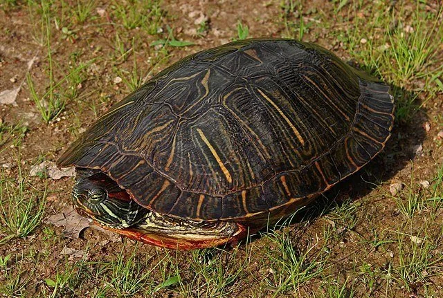 Red-eared Sliders — New Brunswick Invasive Species Council