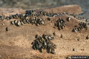 Zebra Mussel Information — New Brunswick Invasive Species Council
