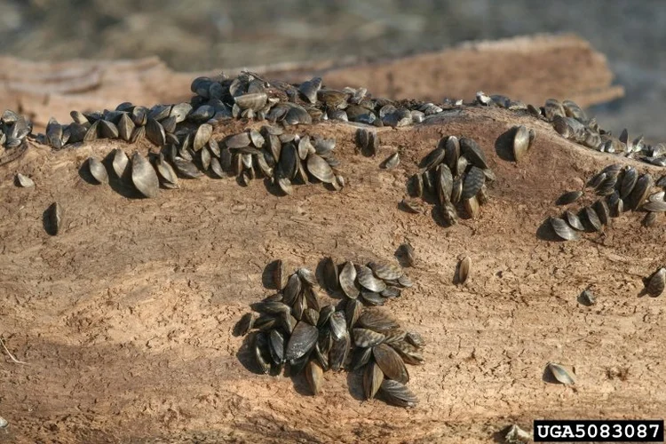 Zebra Mussel Information — New Brunswick Invasive Species Council