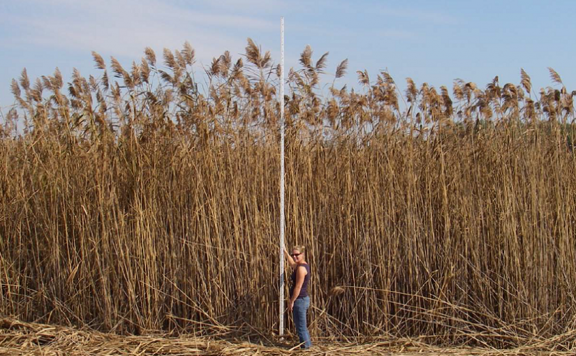 Phragmites/Common Reed — New Brunswick Invasive Species Council