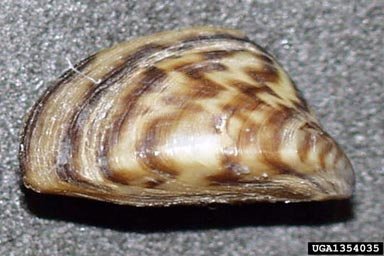 Zebra Mussel Information — New Brunswick Invasive Species Council