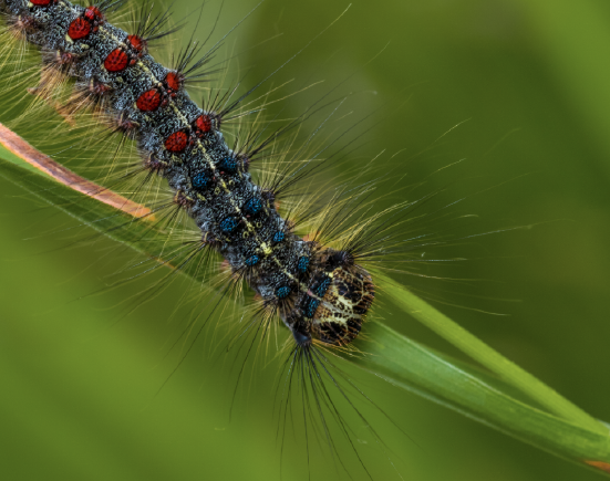 Spongy Moth — New Brunswick Invasive Species Council
