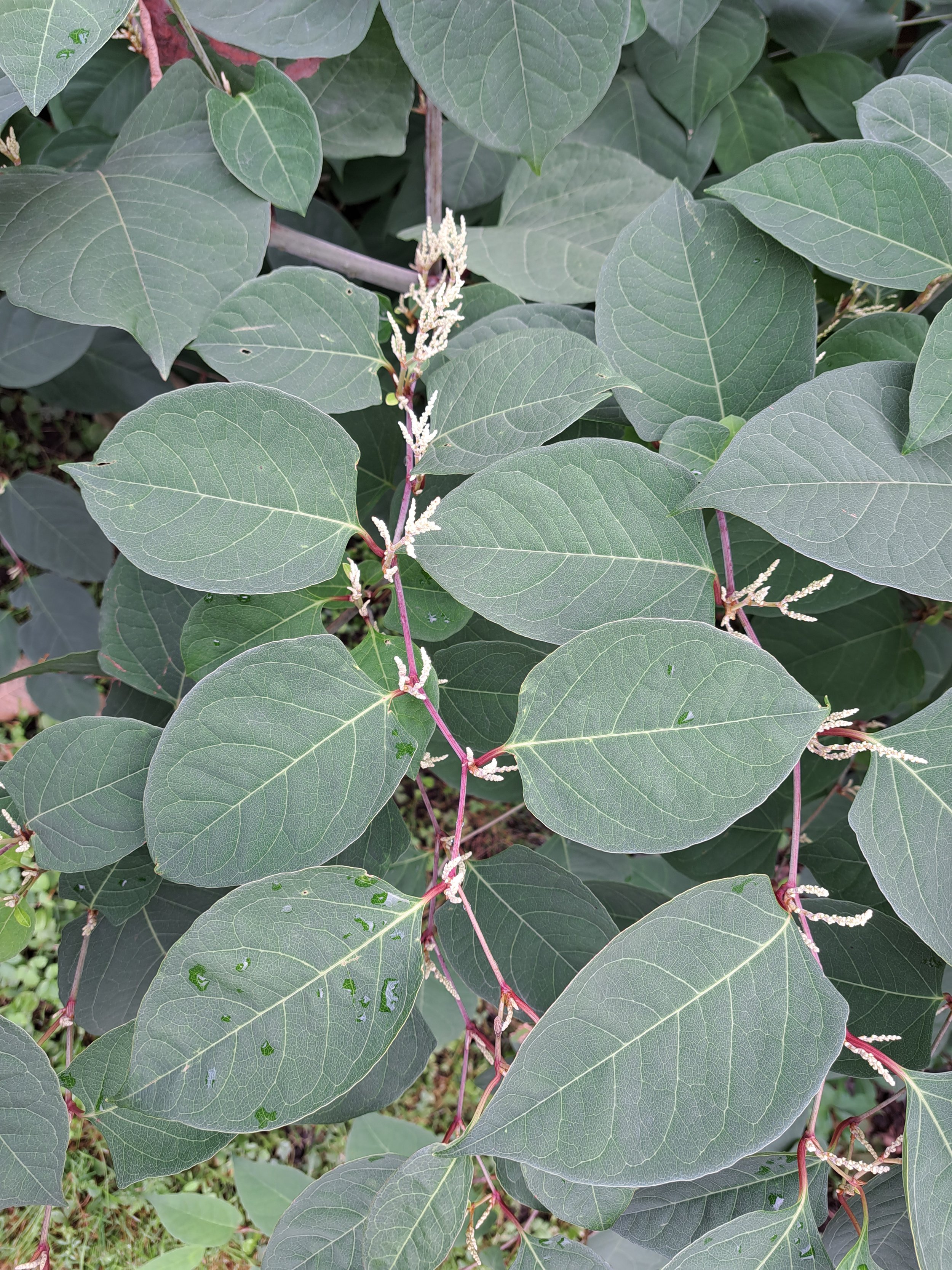 Japanese Knotweed — New Brunswick Invasive Species Council