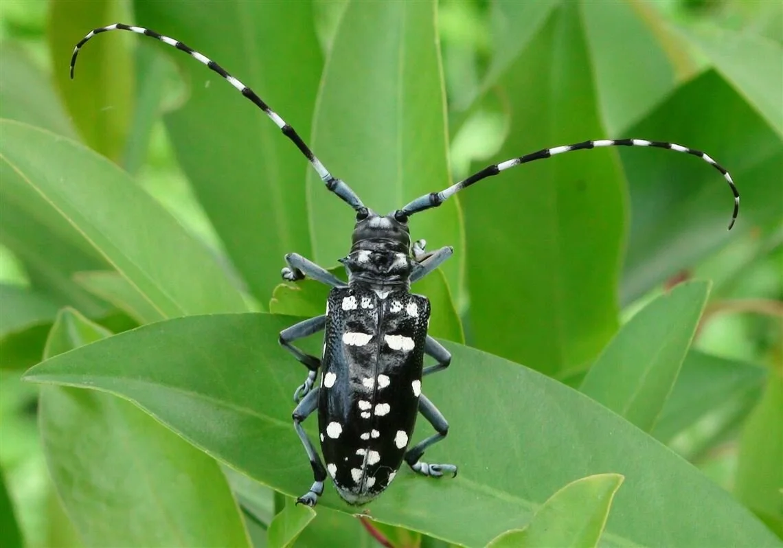 Asian Longhorn Beetle — New Brunswick Invasive Species Council