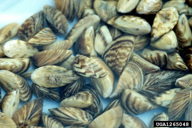 Zebra Mussel Information — New Brunswick Invasive Species Council