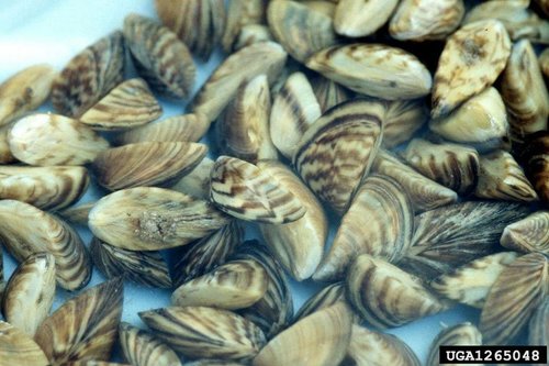 Zebra Mussel Information — New Brunswick Invasive Species Council
