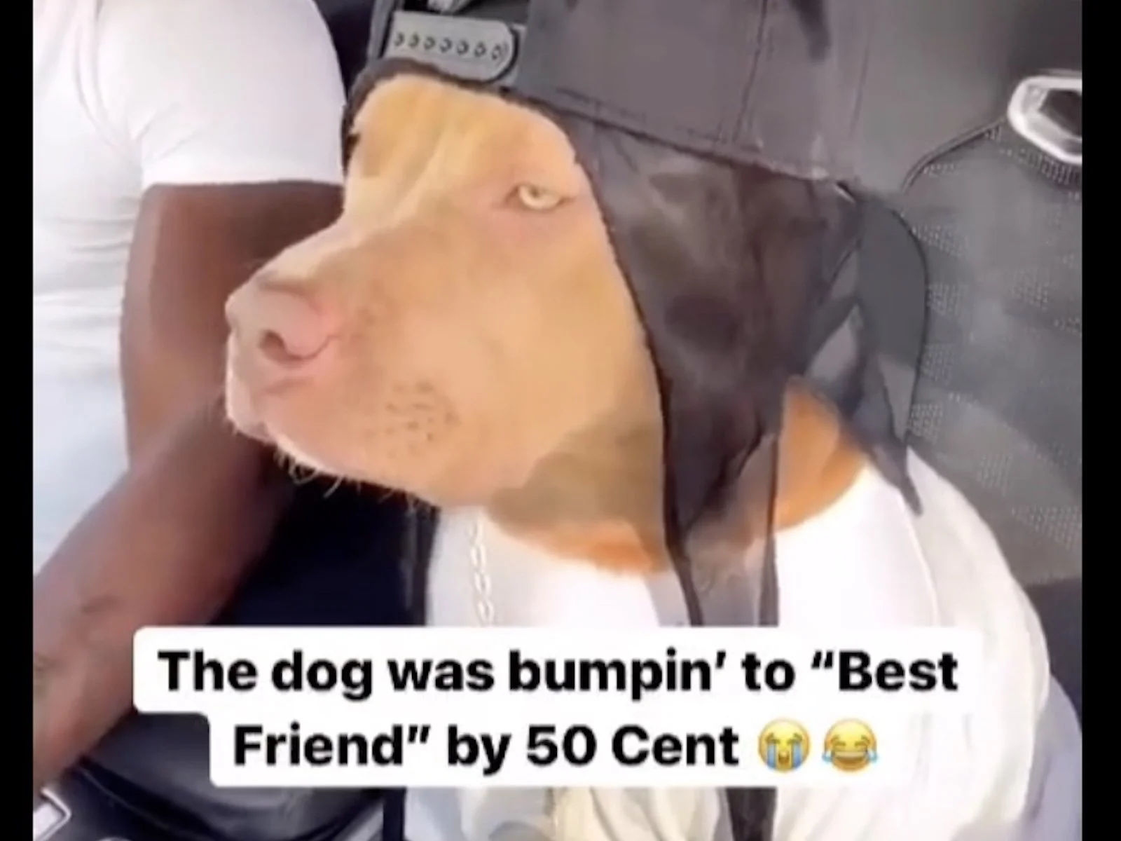 Watching a dog turn up to 50 Cent's 'Best Friend' is way too perfect ...