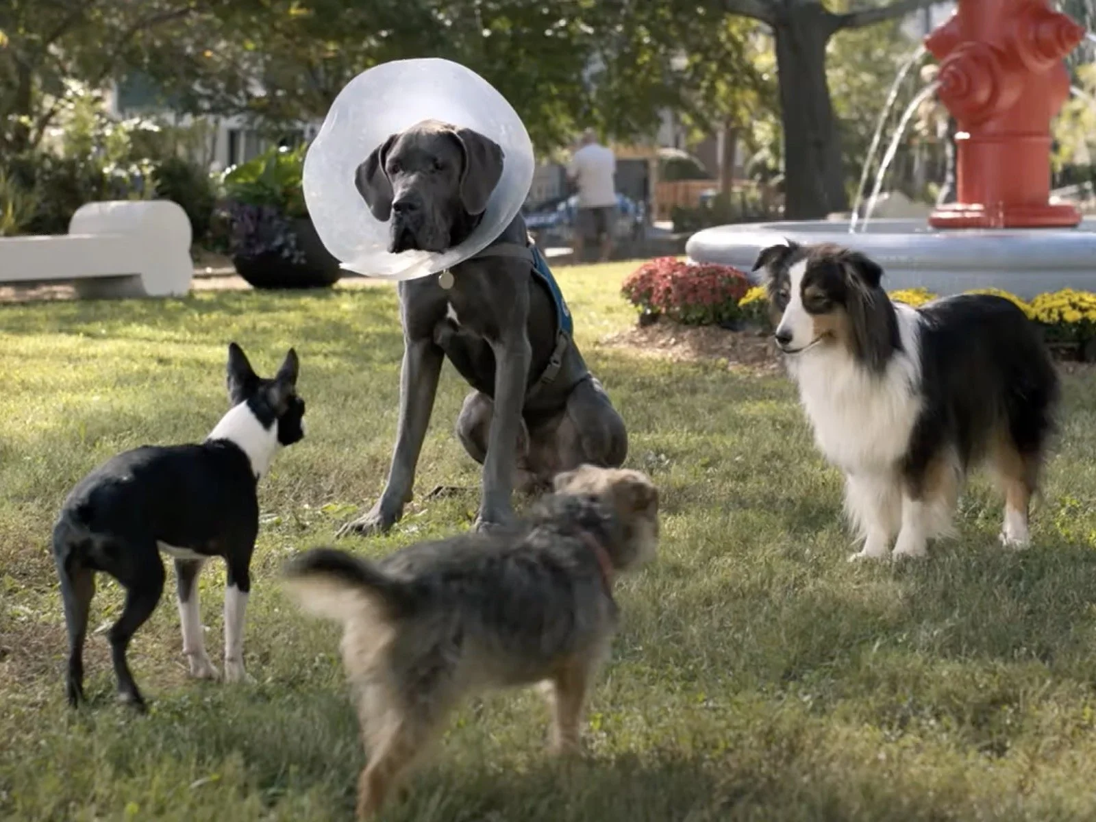 Strays: Here's an inside look at the hilarious must-see summer comedy ...