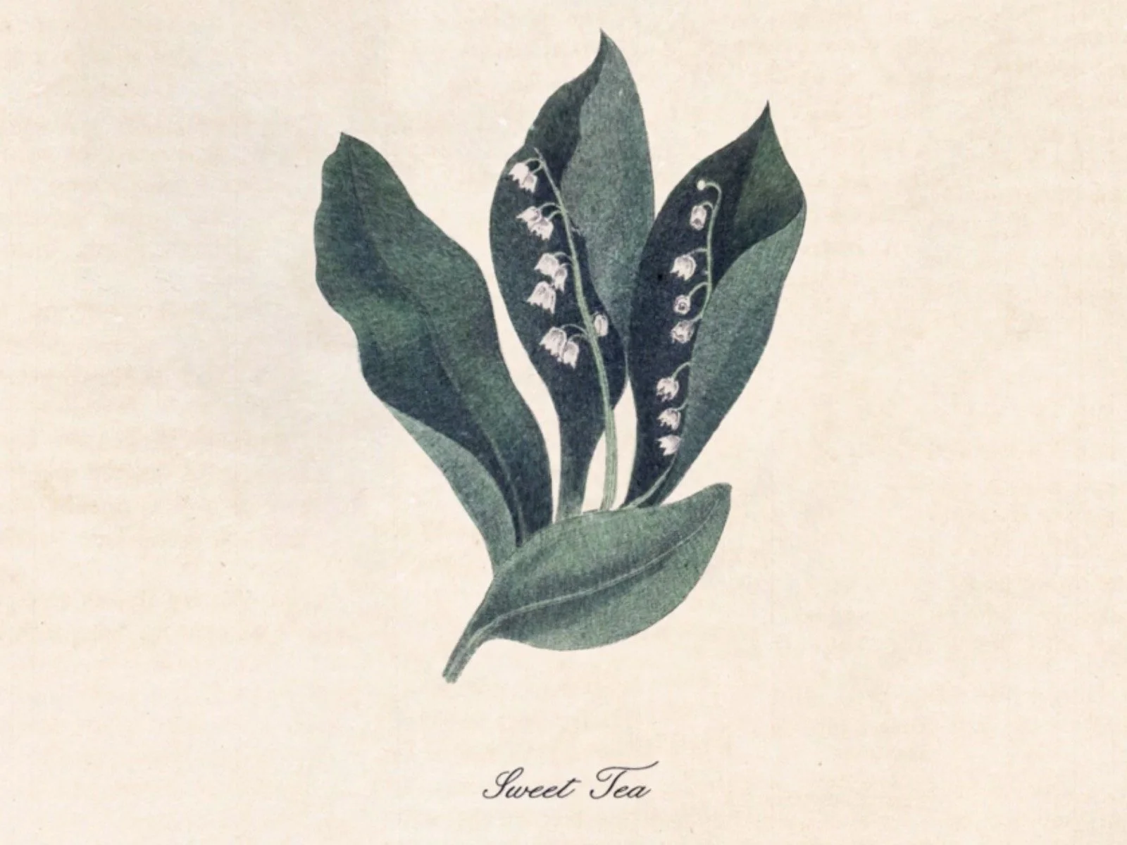 Woman Crush Wednesday: Snoh Aalegra's 'Sweet Tea' visualizer will set ...