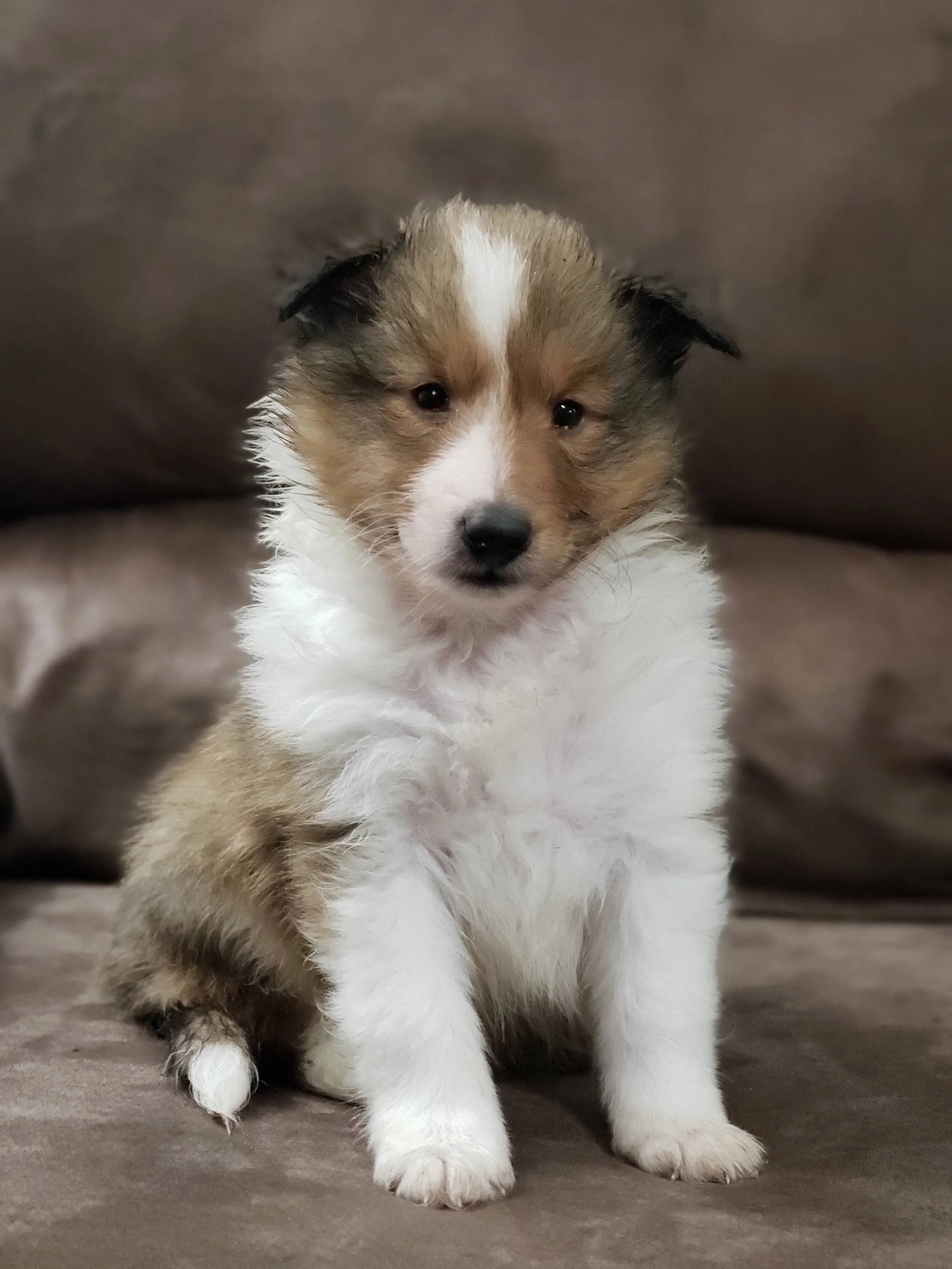 Gallery 3 — Fantasy Shelties