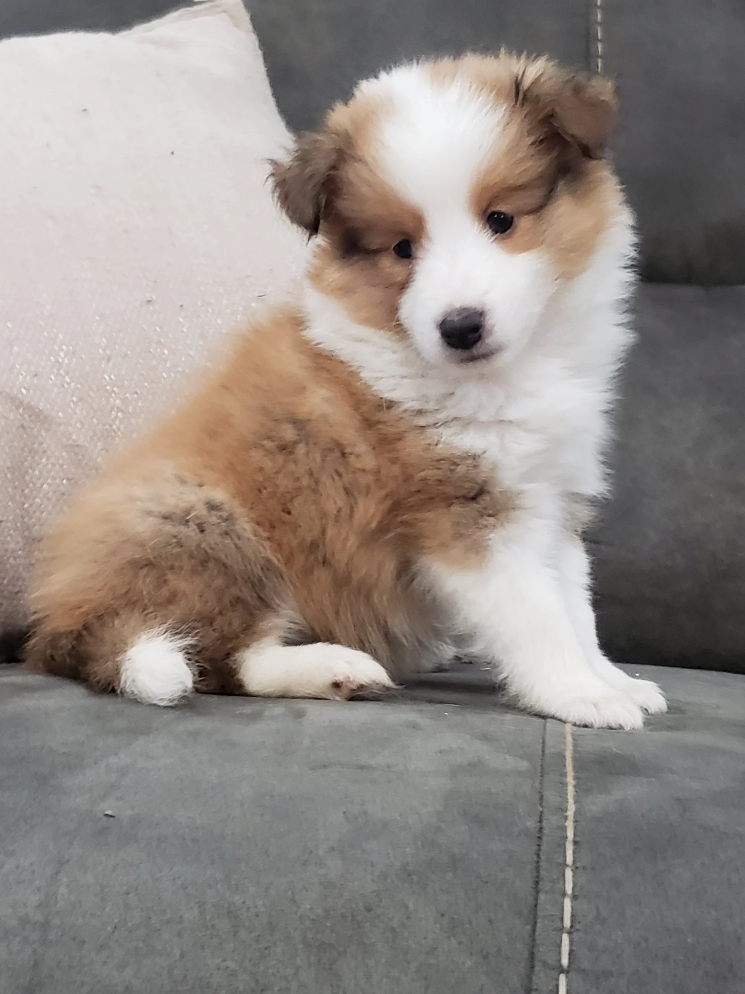 Gallery 3 — Fantasy Shelties