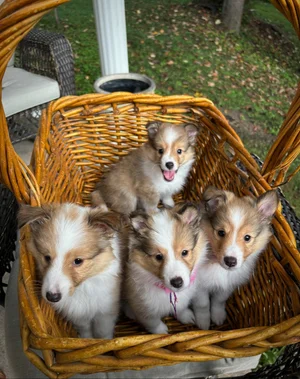 Gallery 3 — Fantasy Shelties