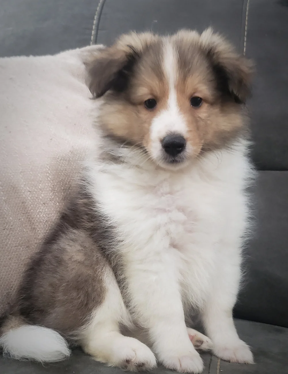 Gallery 3 — Fantasy Shelties