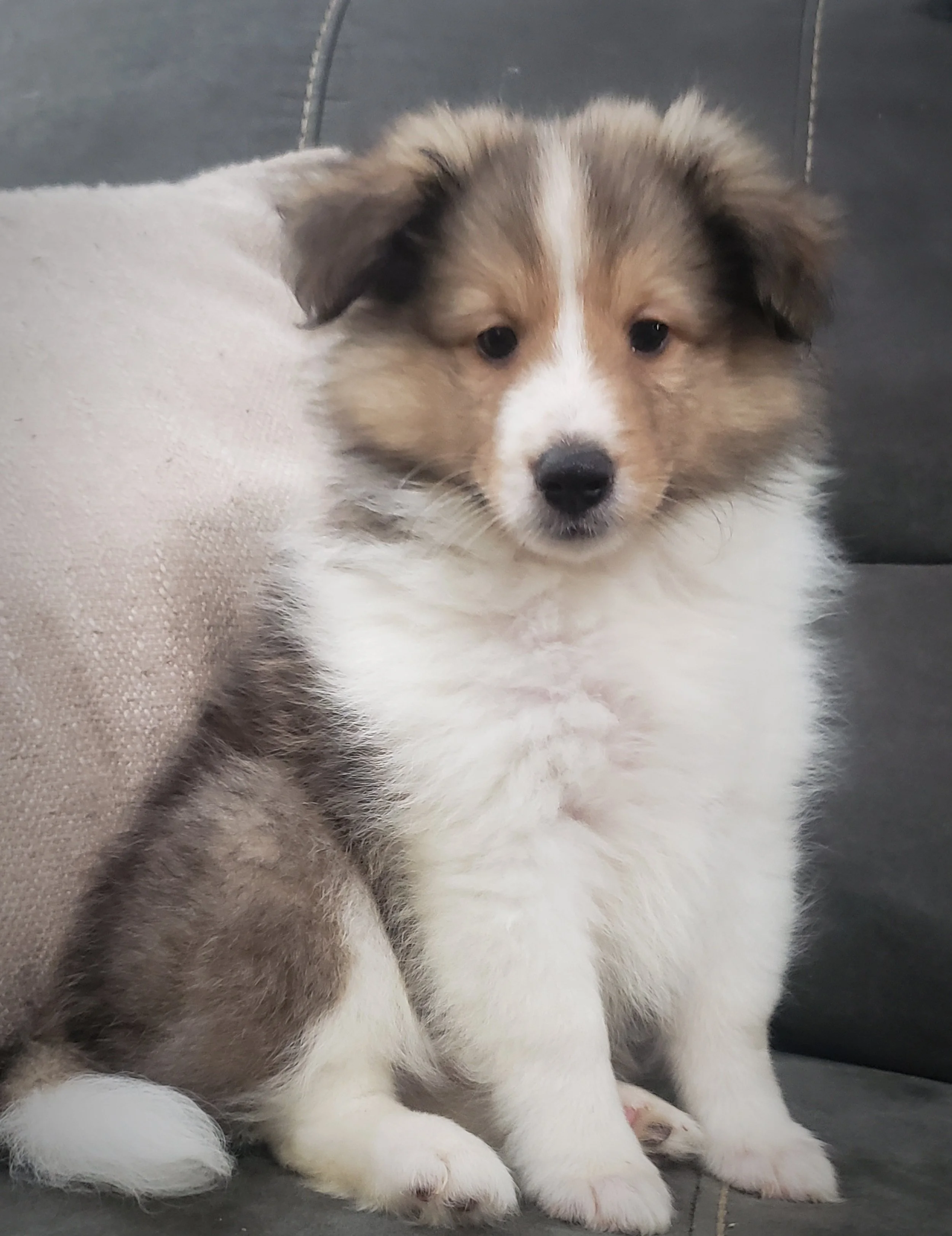 Gallery 3 — Fantasy Shelties