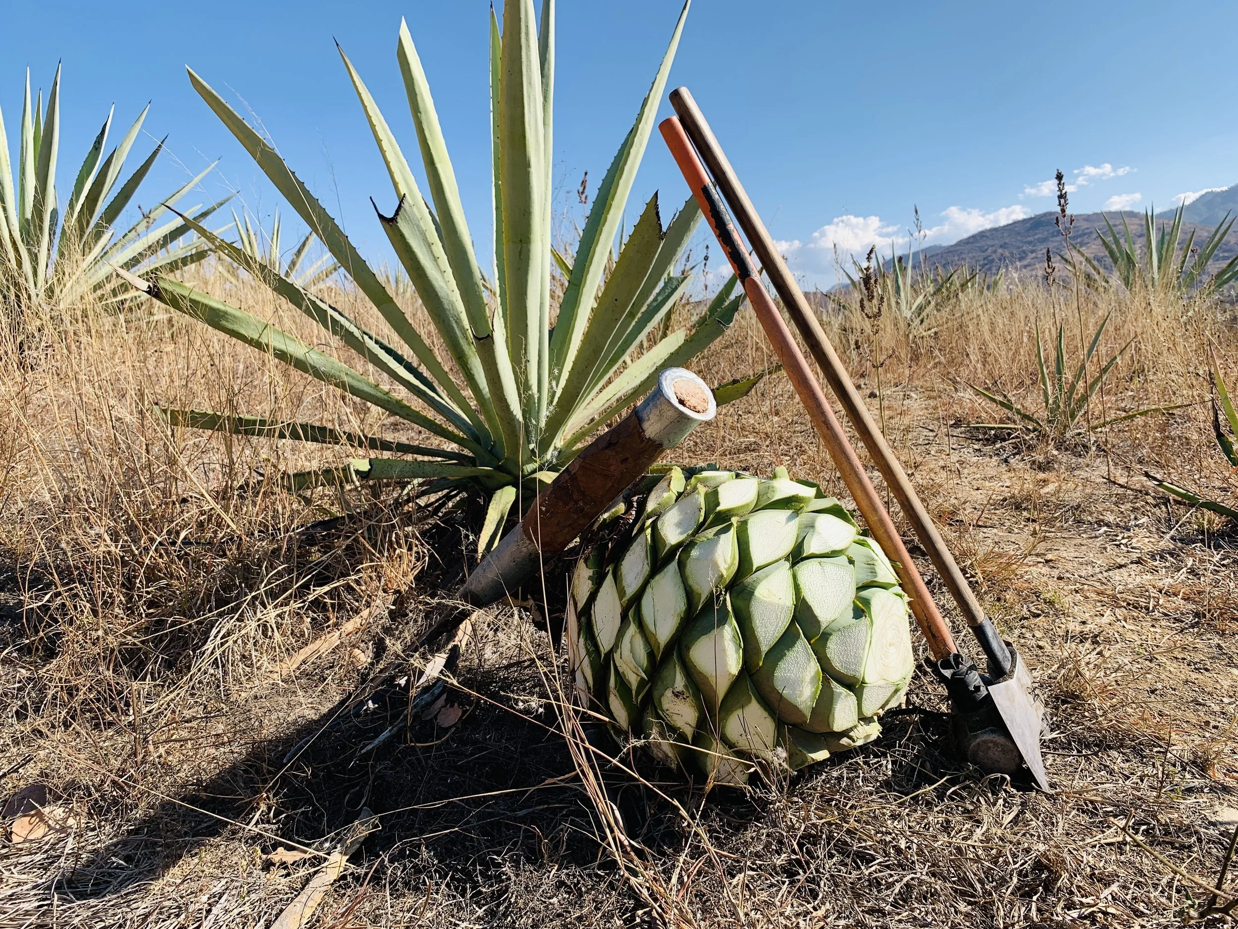 Creador Lumbre Espadin Ensamble — Creador Agave Spirits