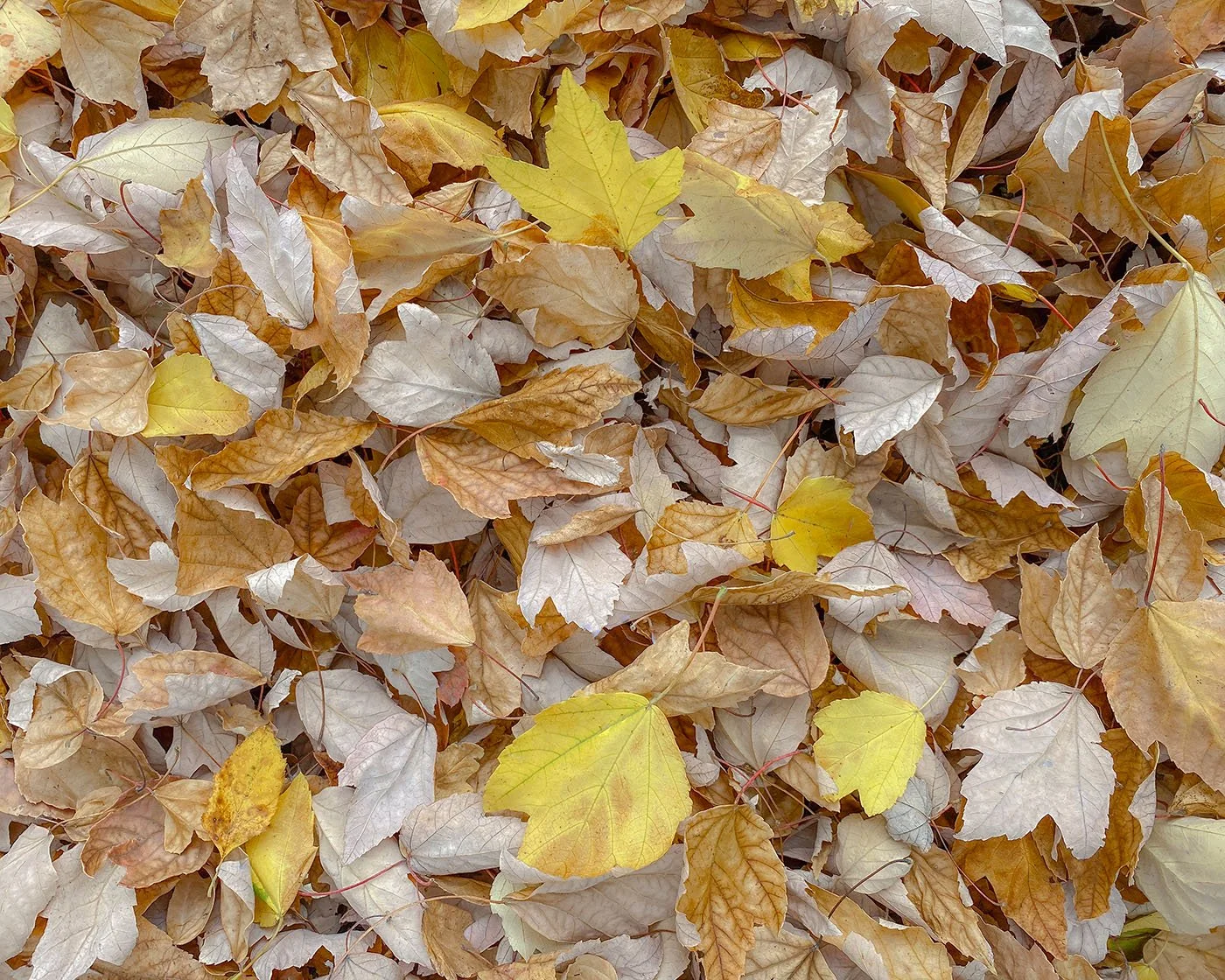 It started with a walk — Lee Lipscomb Designs