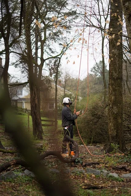 Reviews - Hi Tree Service Concord, North Carolina