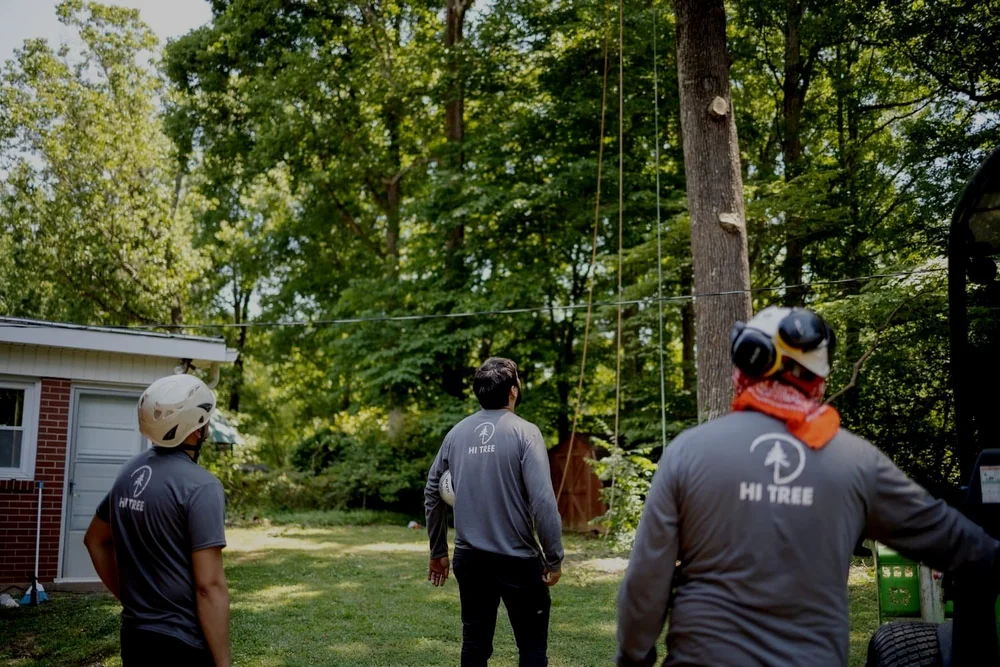 Tree Trimming & Removal Services Charlotte NC | Hi Tree Services