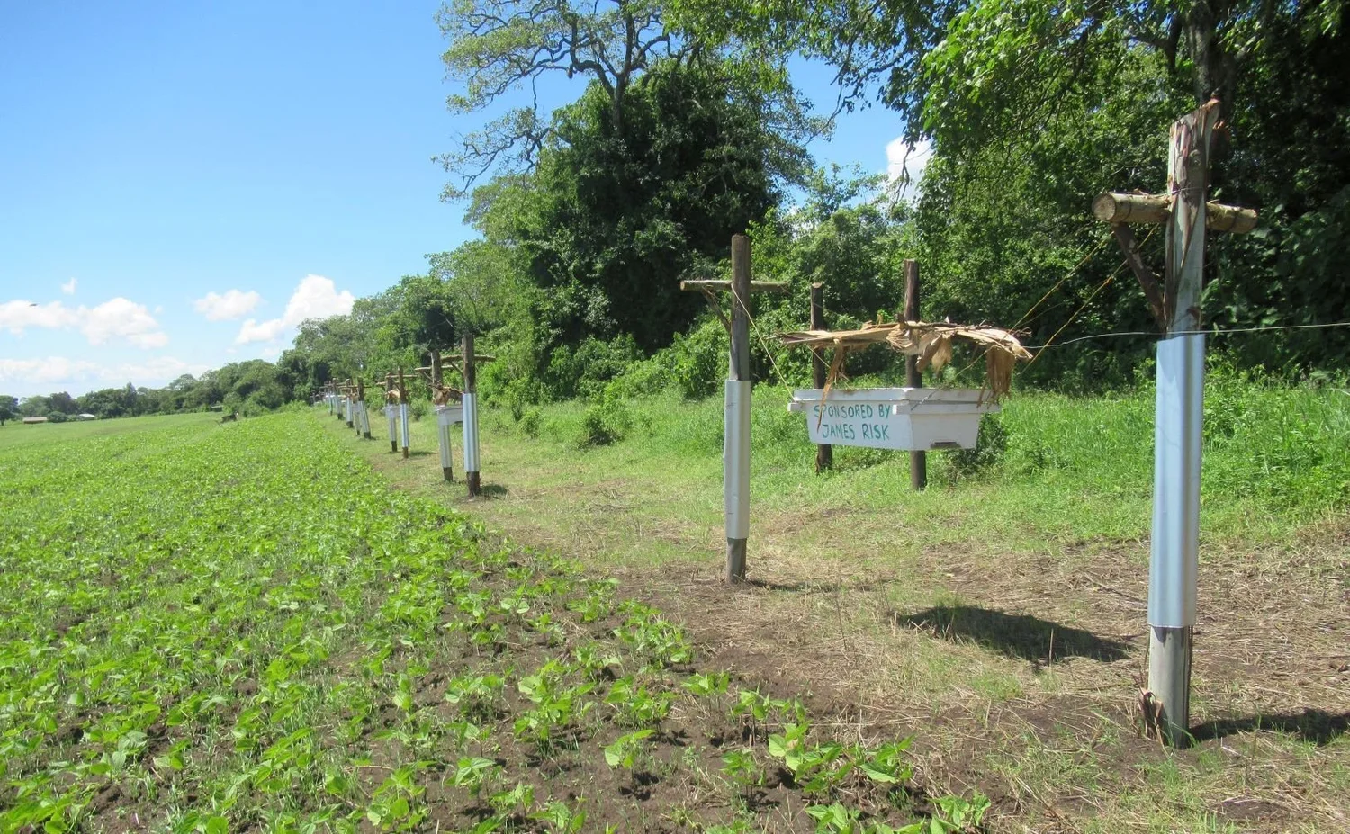 Beehive Fences — Wild Survivors
