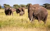 What happens if we lose elephants? — Wild Survivors