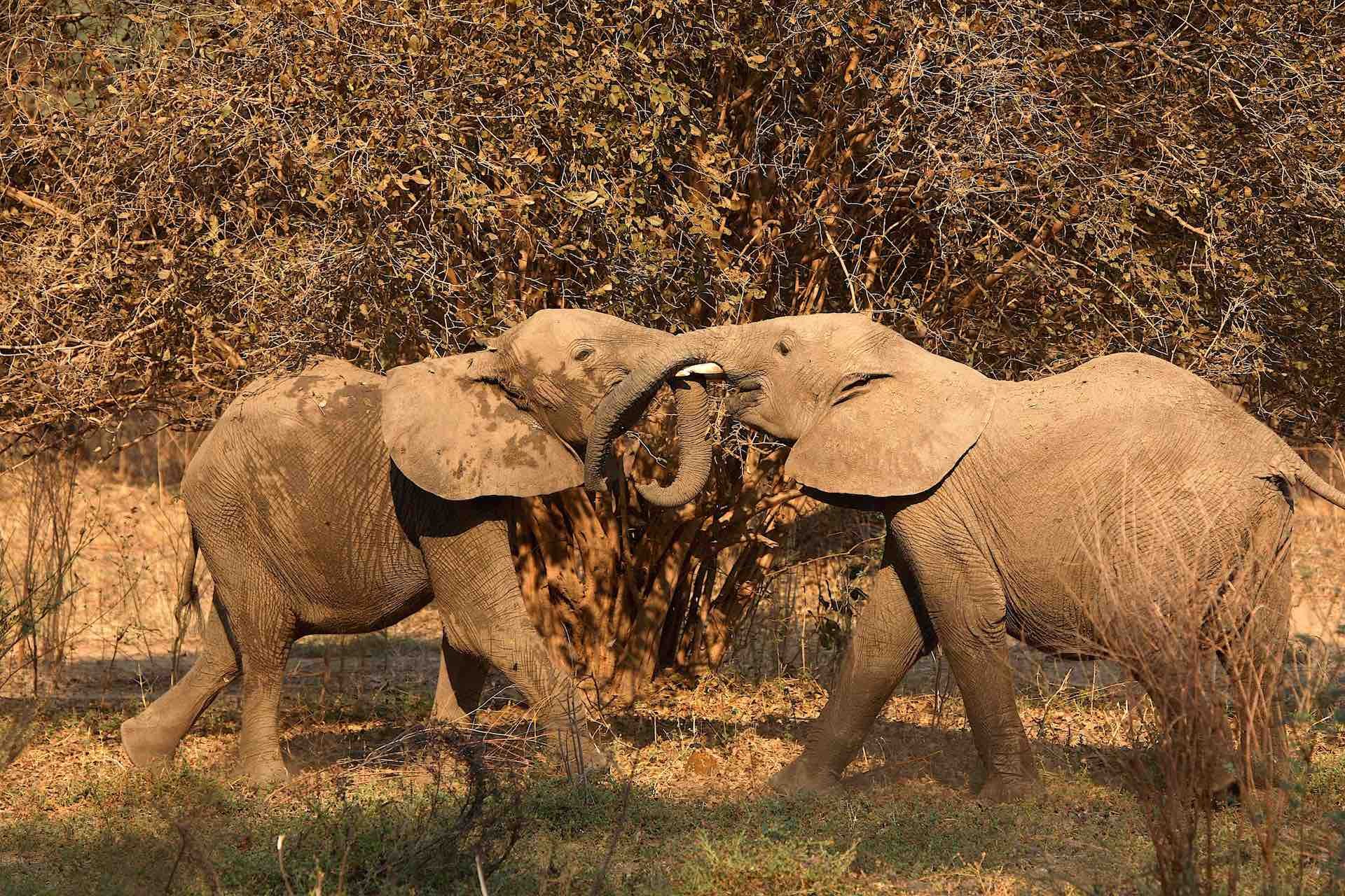 Discover Elephant Behaviour — Wild Survivors