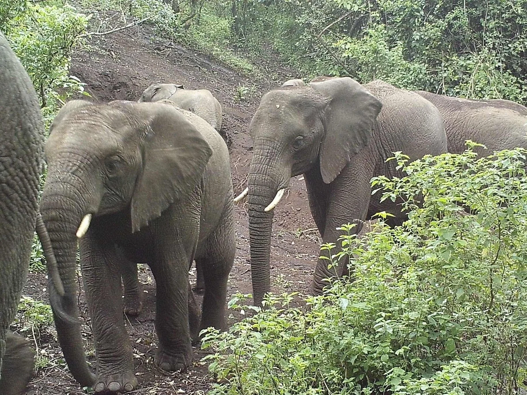 Elephant Corridors — Wild Survivors
