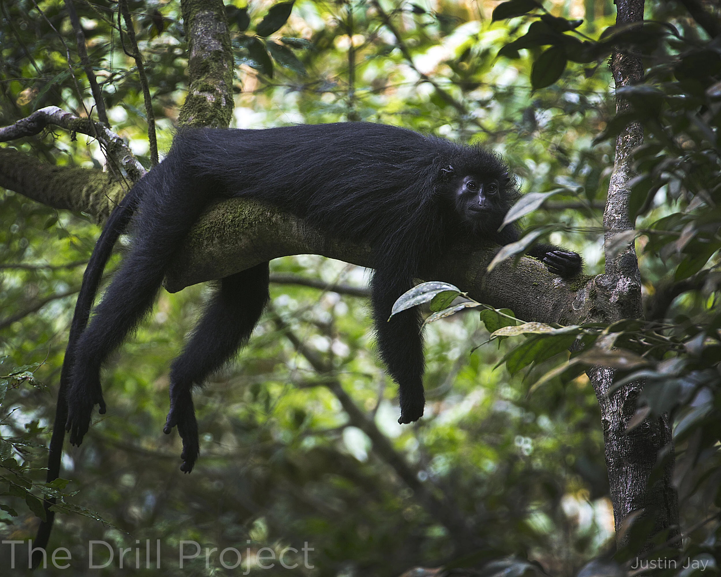 Primates of Bioko — The Drill Project